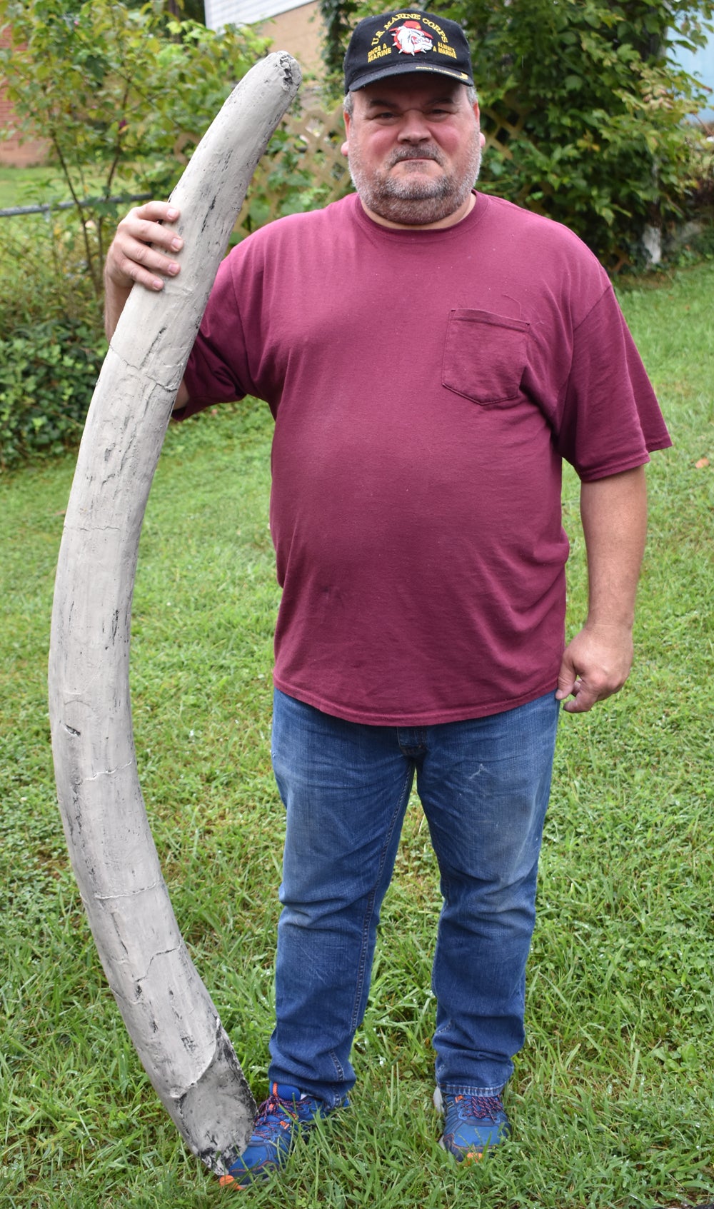 Mastodon Tusk (Mammut americanium) #3096 replica | Prehistoric Planet Store