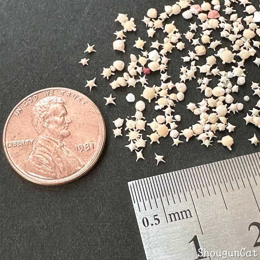 Foraminifera, Baculogypsina sphaerulata, Okinawa, Japanese Star Sand ...