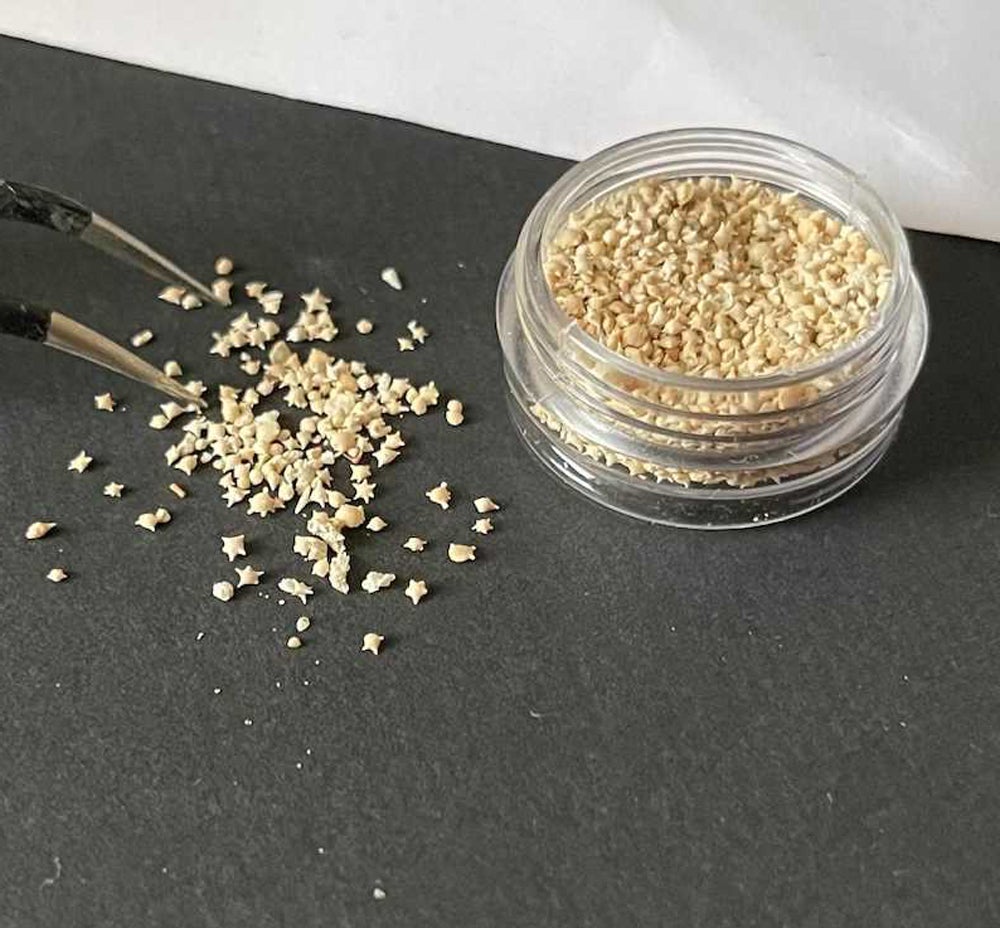 Foraminifera, Baculogypsina sphaerulata, Okinawa, Japanese Star Sand ...