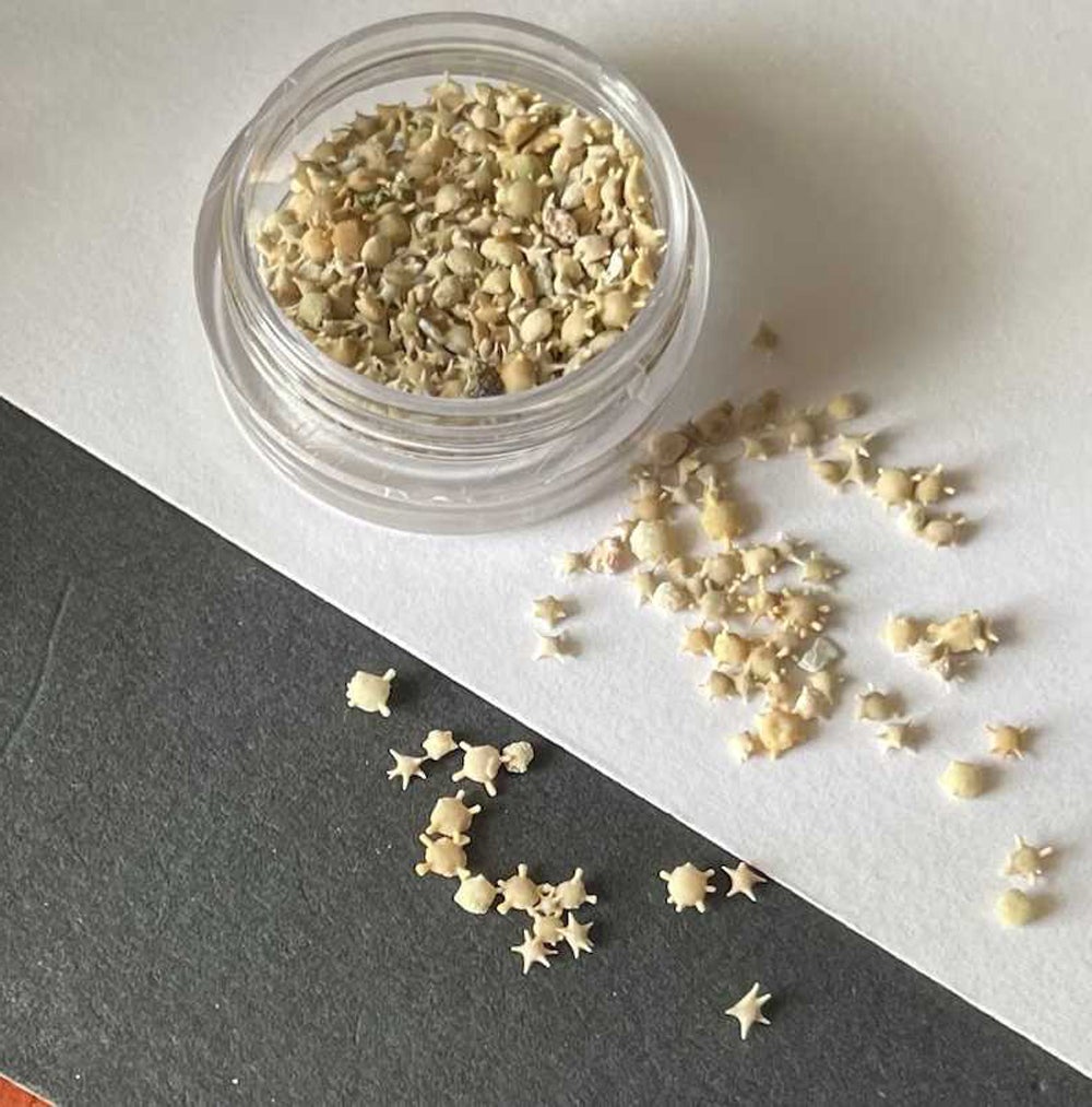 Foraminifera, Baculogypsina sphaerulata, Okinawa, Japanese Star Sand ...