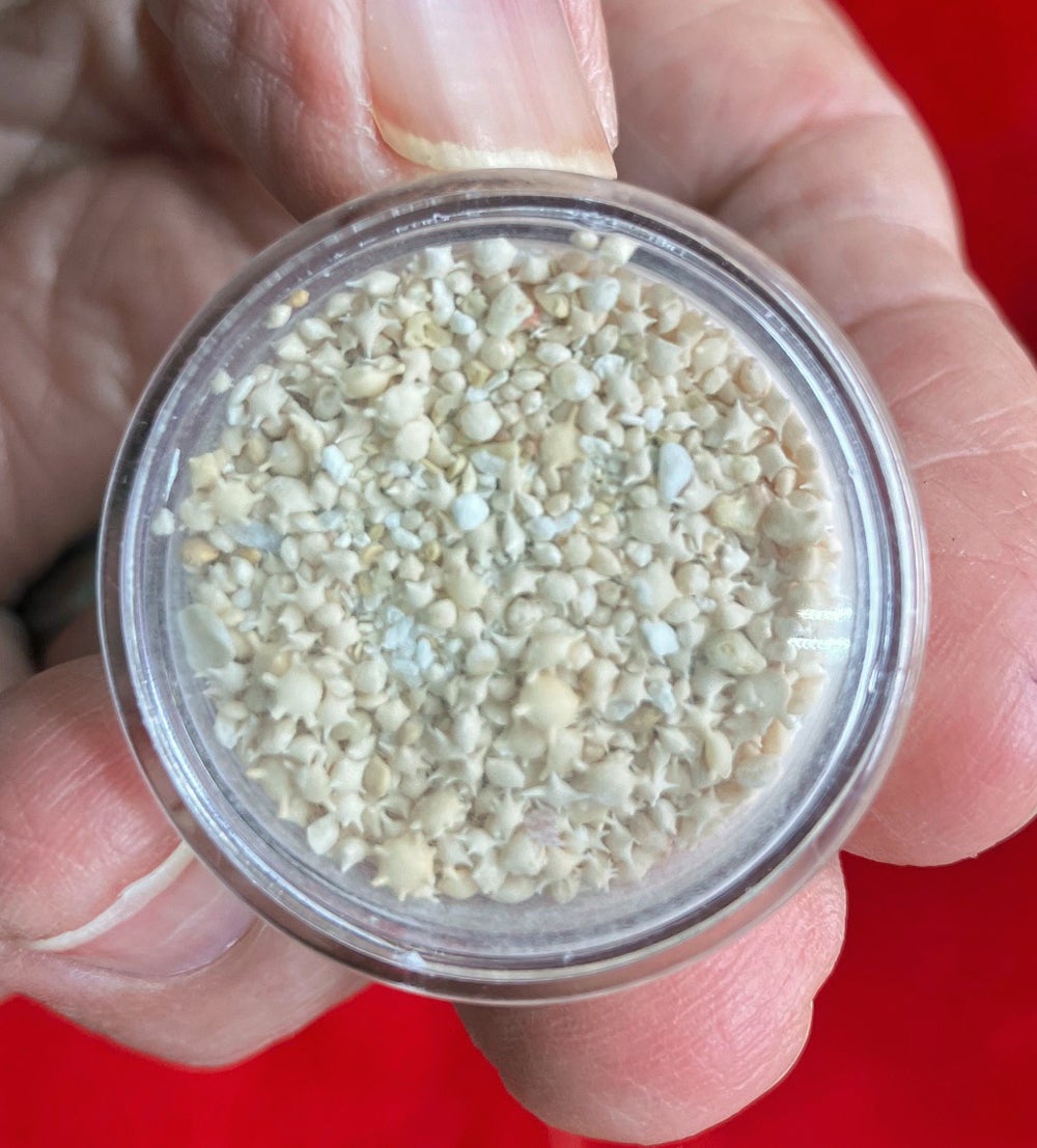 Foraminifera, Baculogypsina sphaerulata, Okinawa, Japanese Star Sand ...