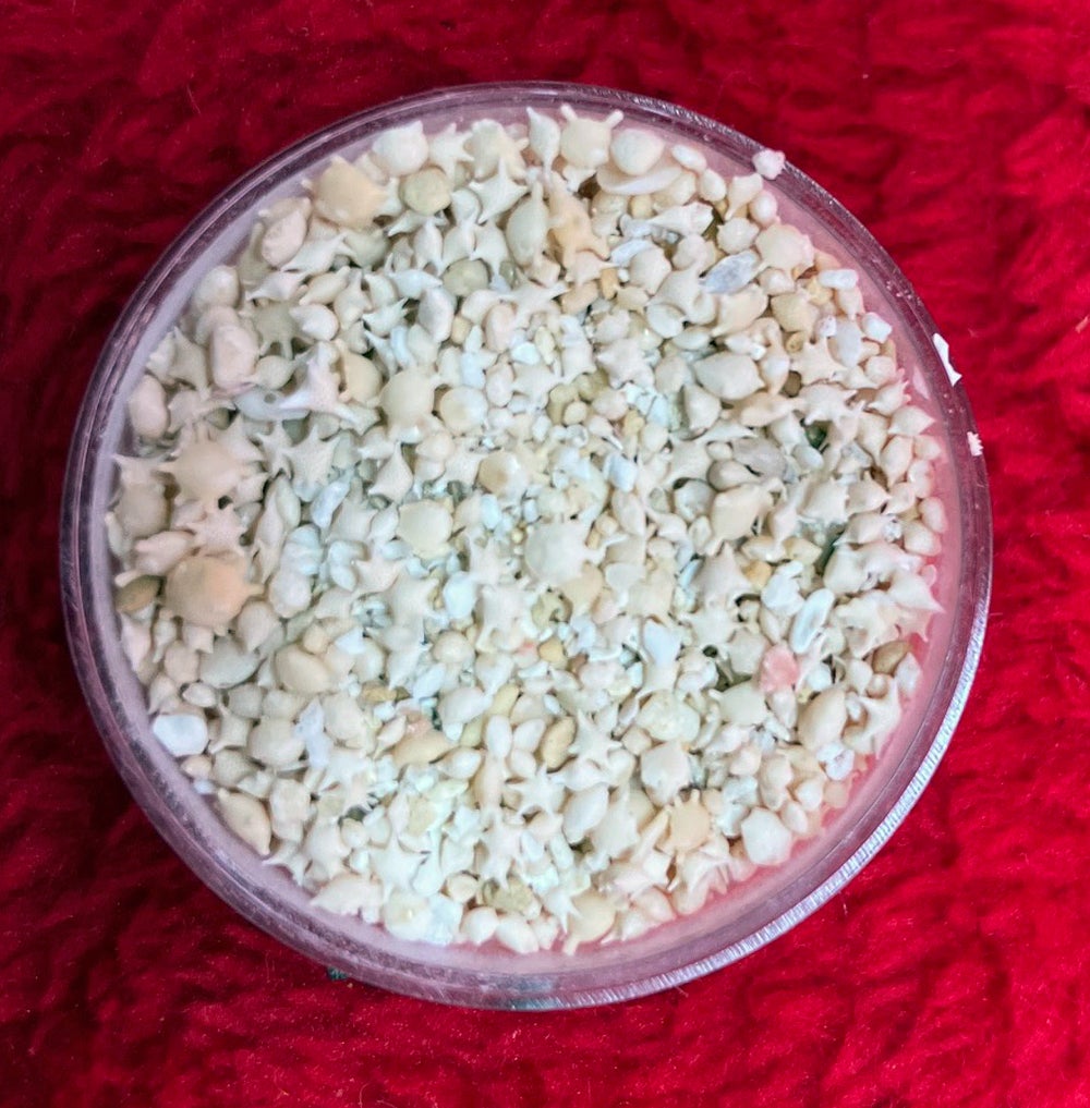 Foraminifera, Baculogypsina sphaerulata, Okinawa, Japanese Star Sand ...