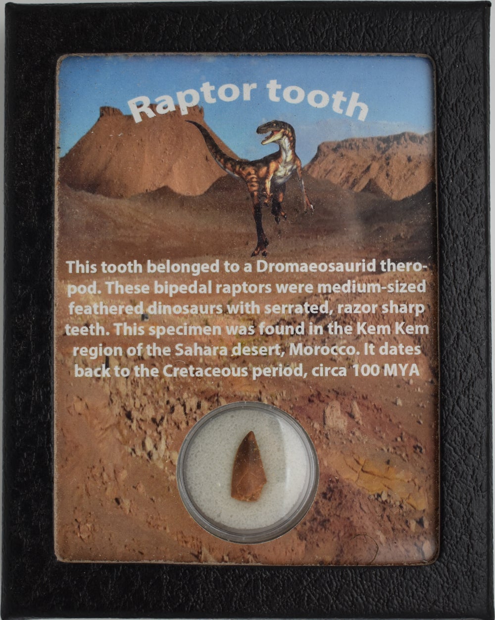 Authentic Dinosaur Raptor Tooth, Cretaceous Age, Morocco # 3545 ...