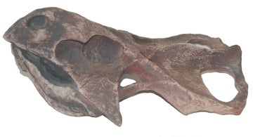Protoceratops andrewsi, skull #1979 replica | Prehistoric Planet Store