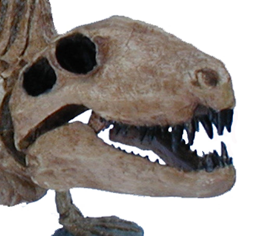 Dimetrodon Skeleton, adult, #974 replica | Prehistoric Planet Store