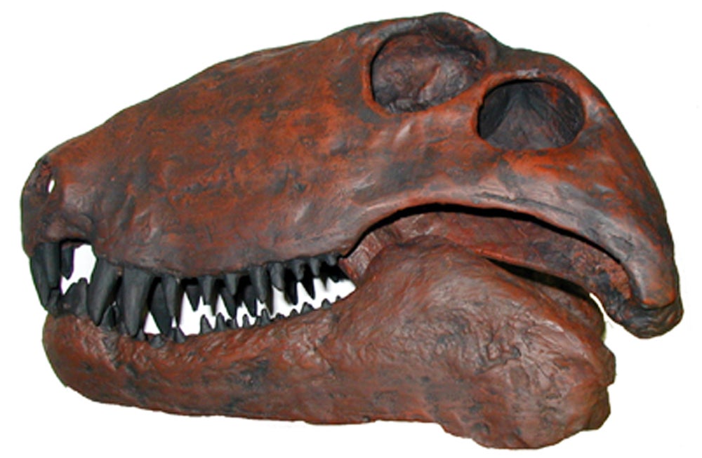 Dimetrodon adult skull, #764 replica | Prehistoric Planet Store