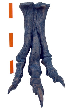 Tinker the Juvenile Tyrannosaurus rex Right Foot #2991 replica ...