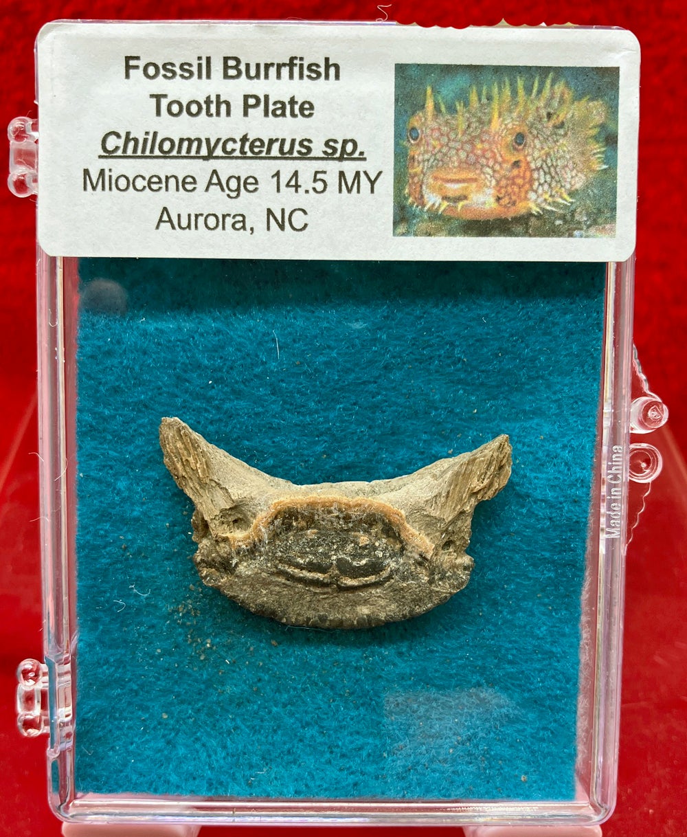 Authentic Fossil Burfish, Chilomycterus, tooth plate, #4053 ...
