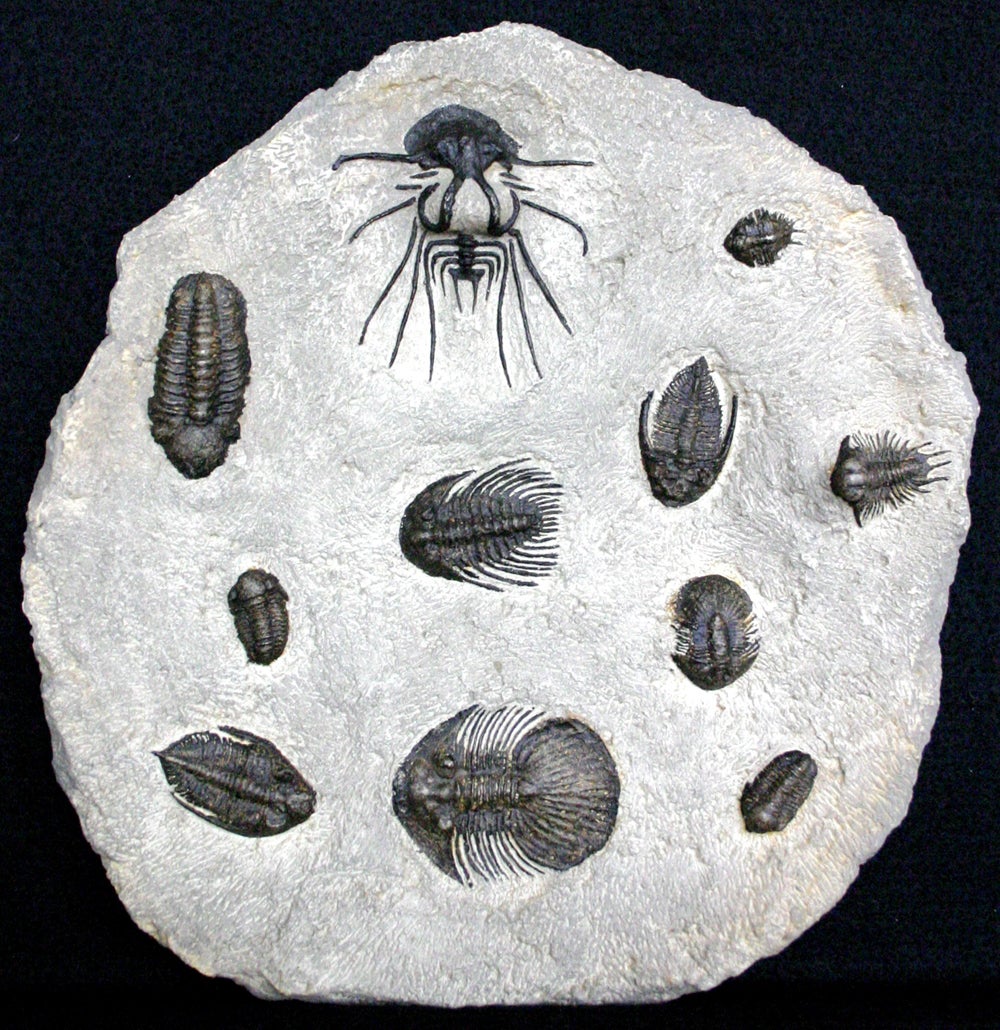 Trilobites, 7 Species Composite Plate #3190 replica | Prehistoric ...