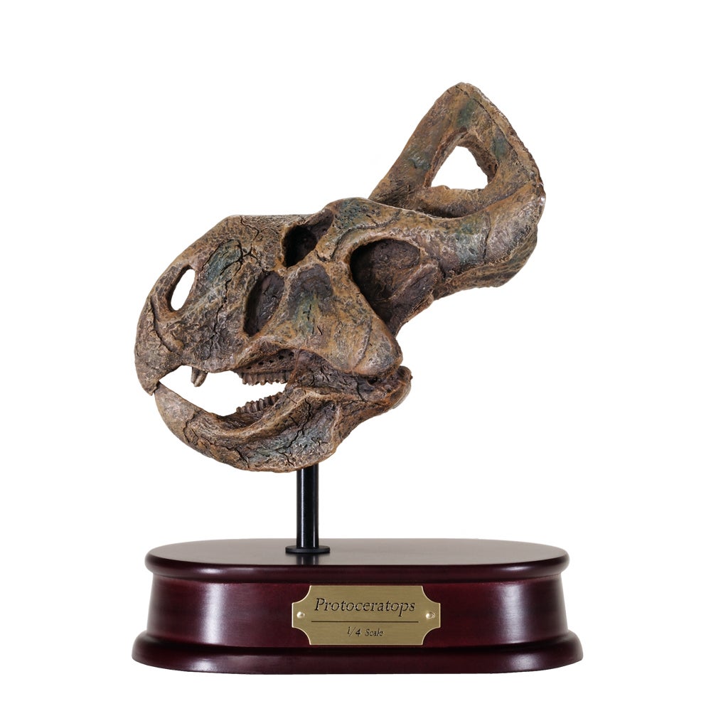 Protoceratops 1/4 Scale Skull Model, Polyresin, #615 | Prehistoric ...