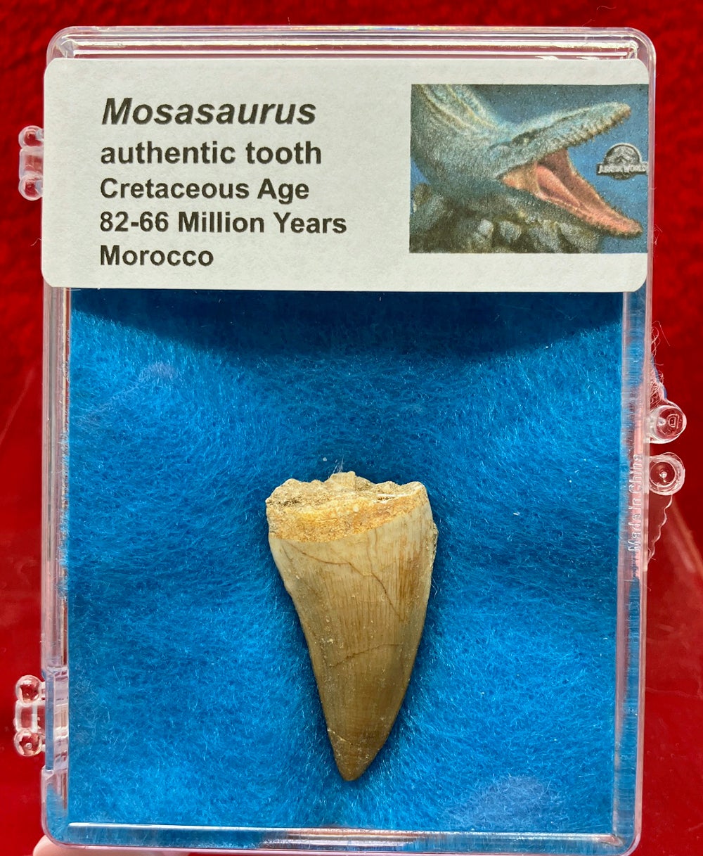 Authentic Medium, Fossil Mosasaurus Tooth in Acrylic Display Case #4058 ...