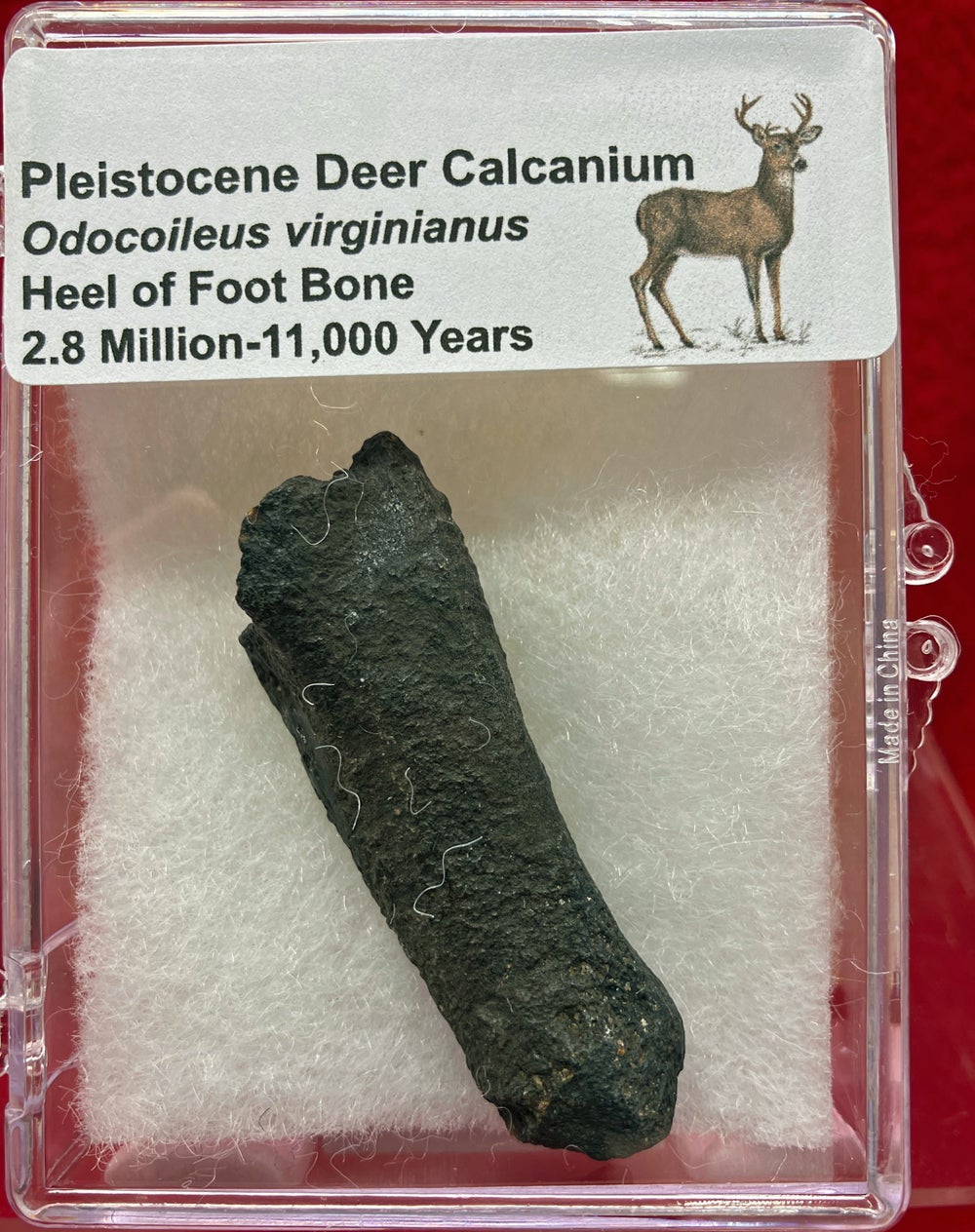 Authentic Pleistocene Deer, Odocoileus virginianus, Calcanium Foot Heel ...