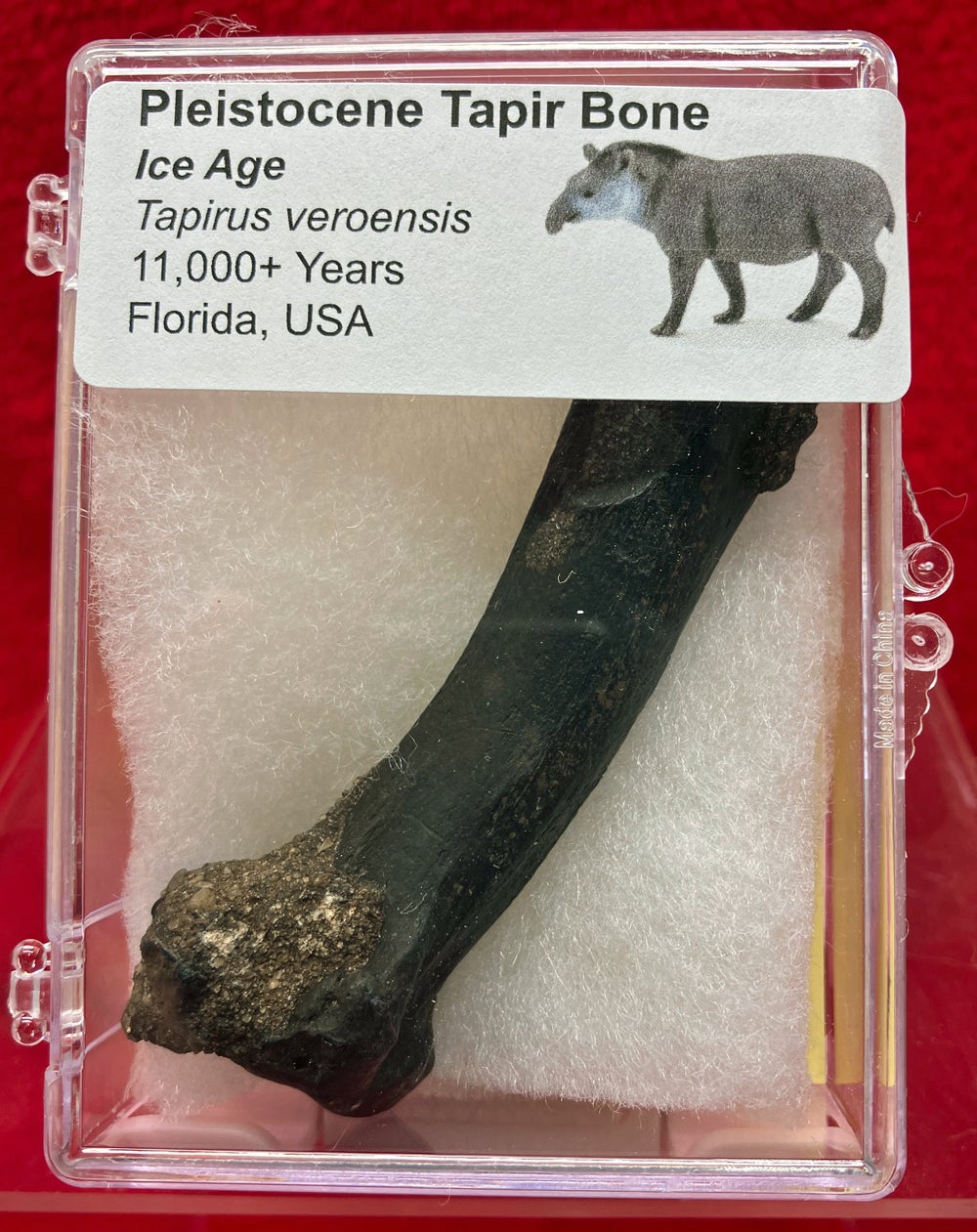 Authentic Pleistocene Tapir Bone, Tapirus veroensis,in Acrylic Display ...