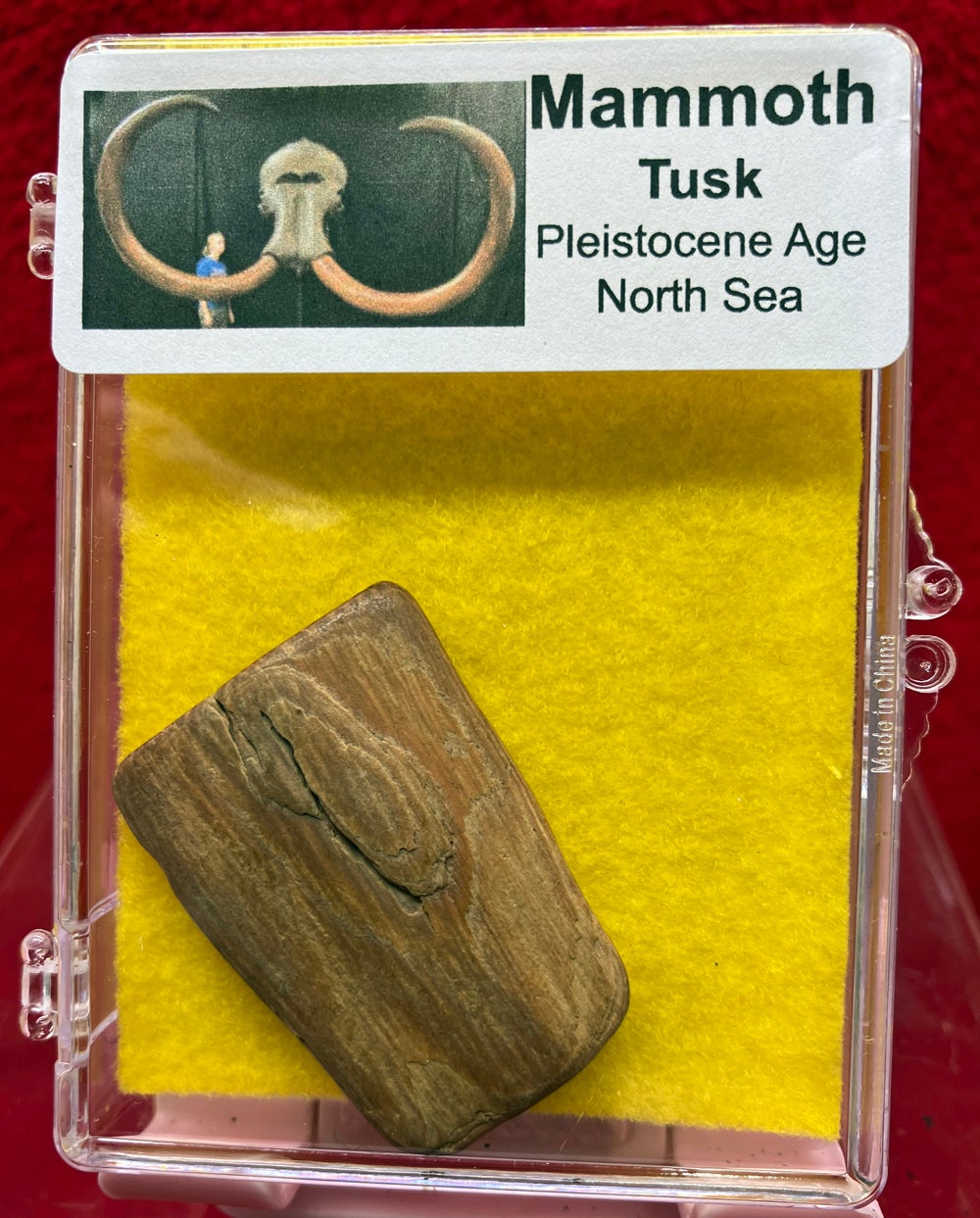 Authentic Woolly Mammoth Tusk Piece in Acrylic Display Case 4070 ...