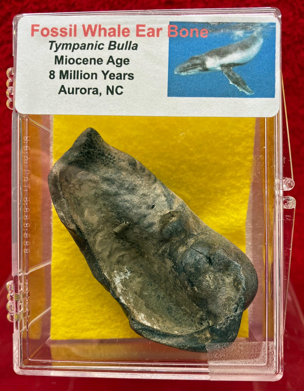 Authentic Fossil Whale Ear Bone, Tympanic Bulla, in Acrylic Display ...