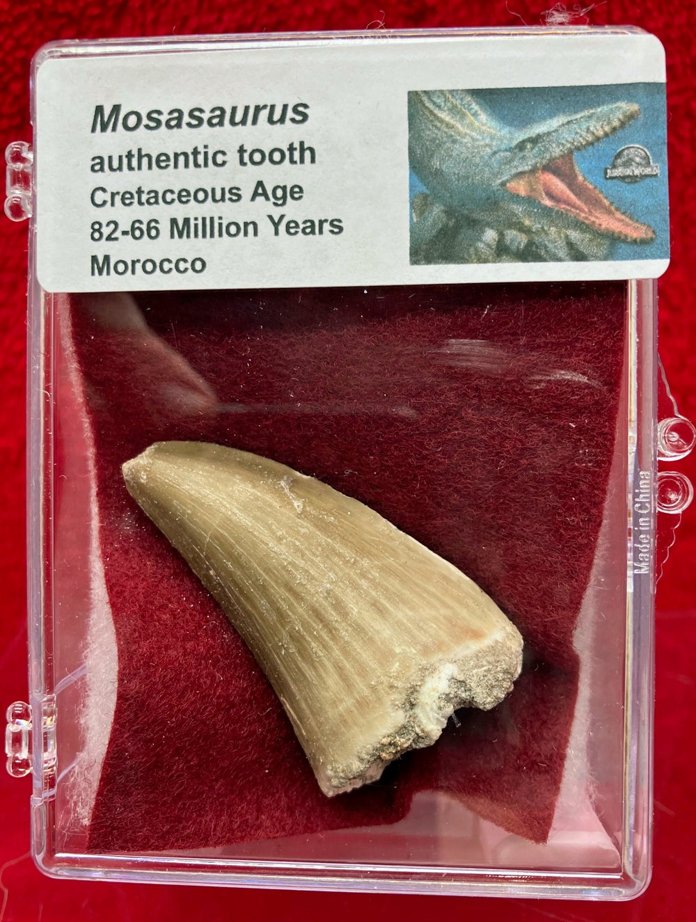 Authentic Large, Fossil Mosasaurus Tooth in Acrylic Display Case #4097 ...