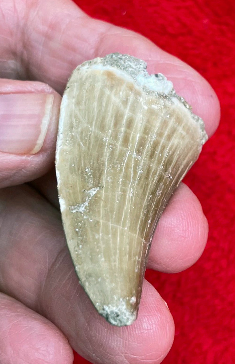Authentic Large, Fossil Mosasaurus Tooth in Acrylic Display Case #4097 ...