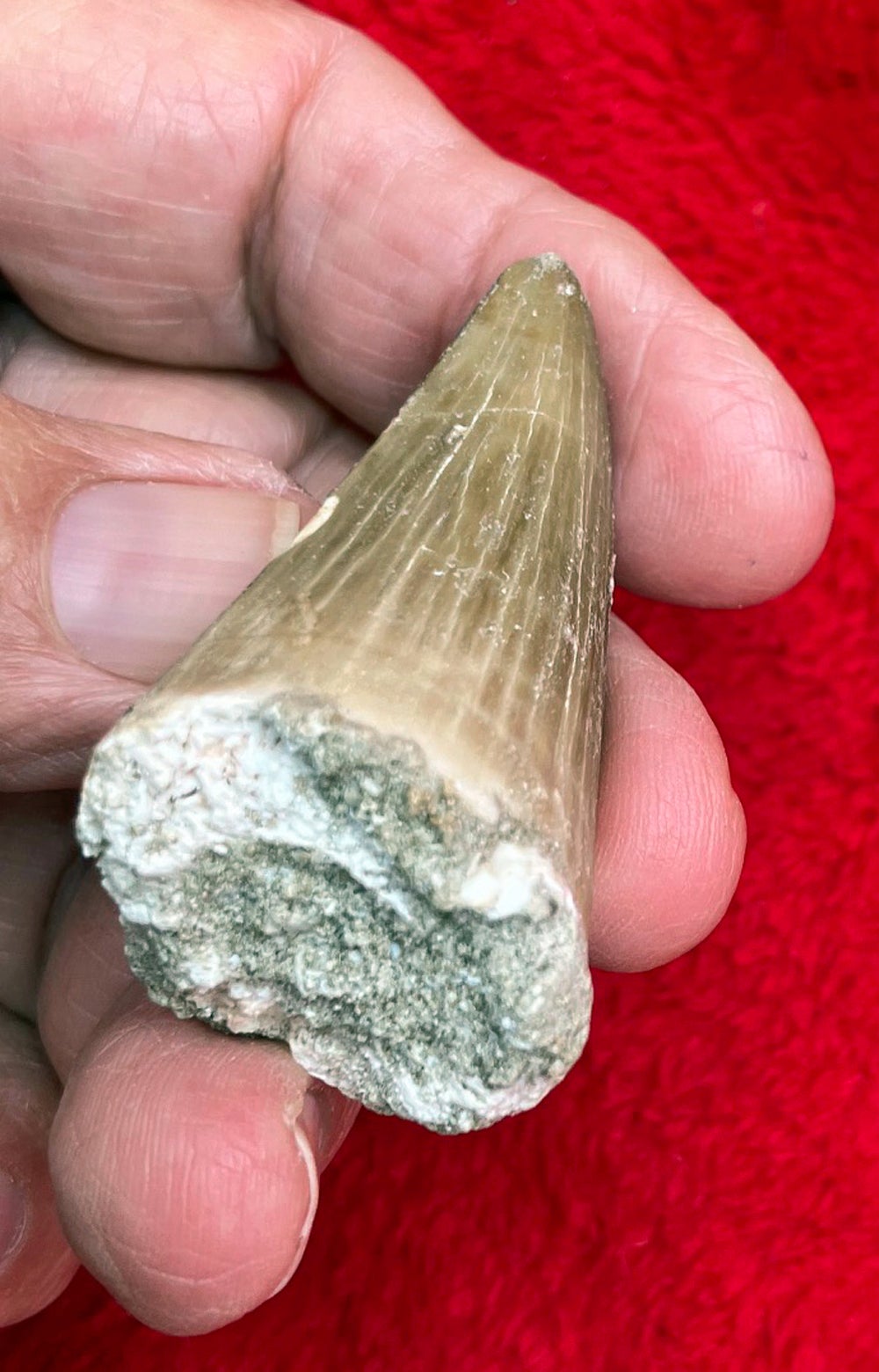 Authentic Large, Fossil Mosasaurus Tooth in Acrylic Display Case #4097 ...