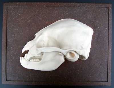 Desmodus rotundus, enlarged vampire bat skull profile #1002 replica ...