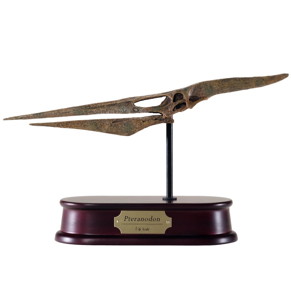 Pteranodon 1/6 Scale Skull Model, Polyresin, #614 | Prehistoric Planet ...