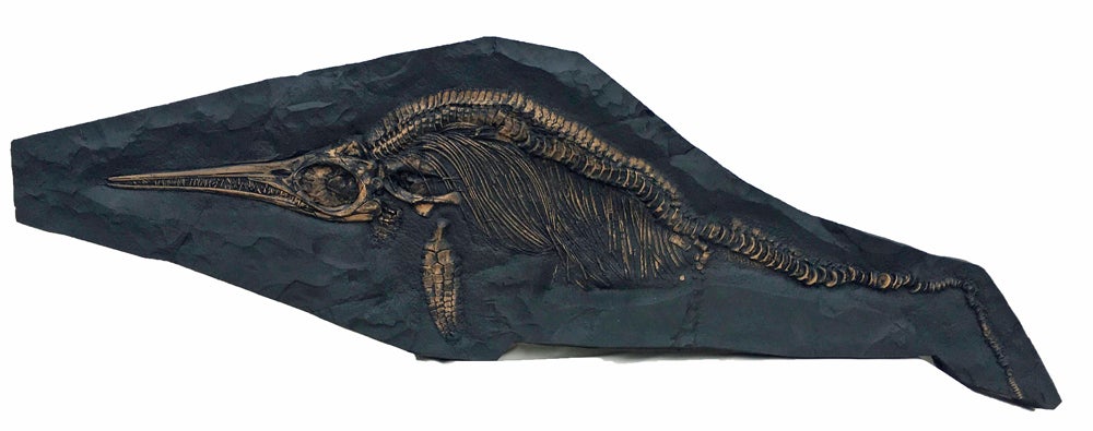 Ichthyosaurus, 57-inch Skeleton #3790 replica | Prehistoric Planet Store