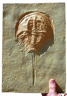 Mesolimulus walchi, Horseshoe Crab, large, #1199 replica | Prehistoric ...