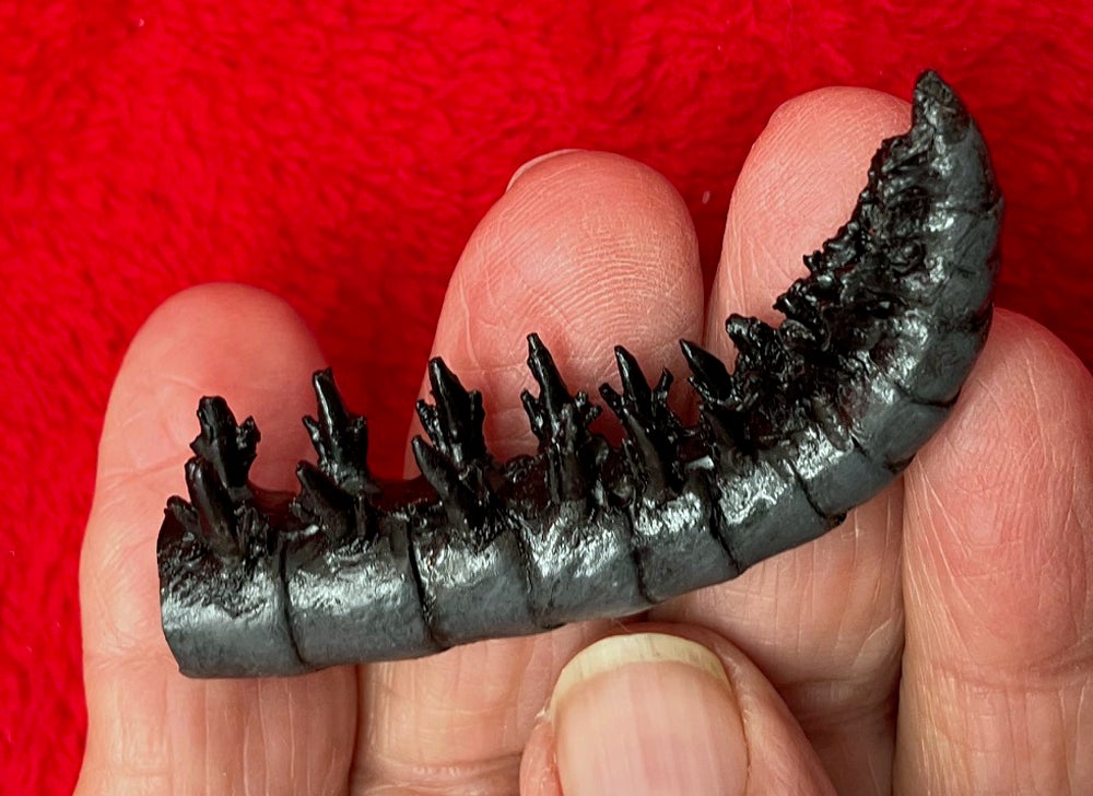 Anomalocaris Claw, Cambrian Burgess Shale Super Predator, #4160 model ...