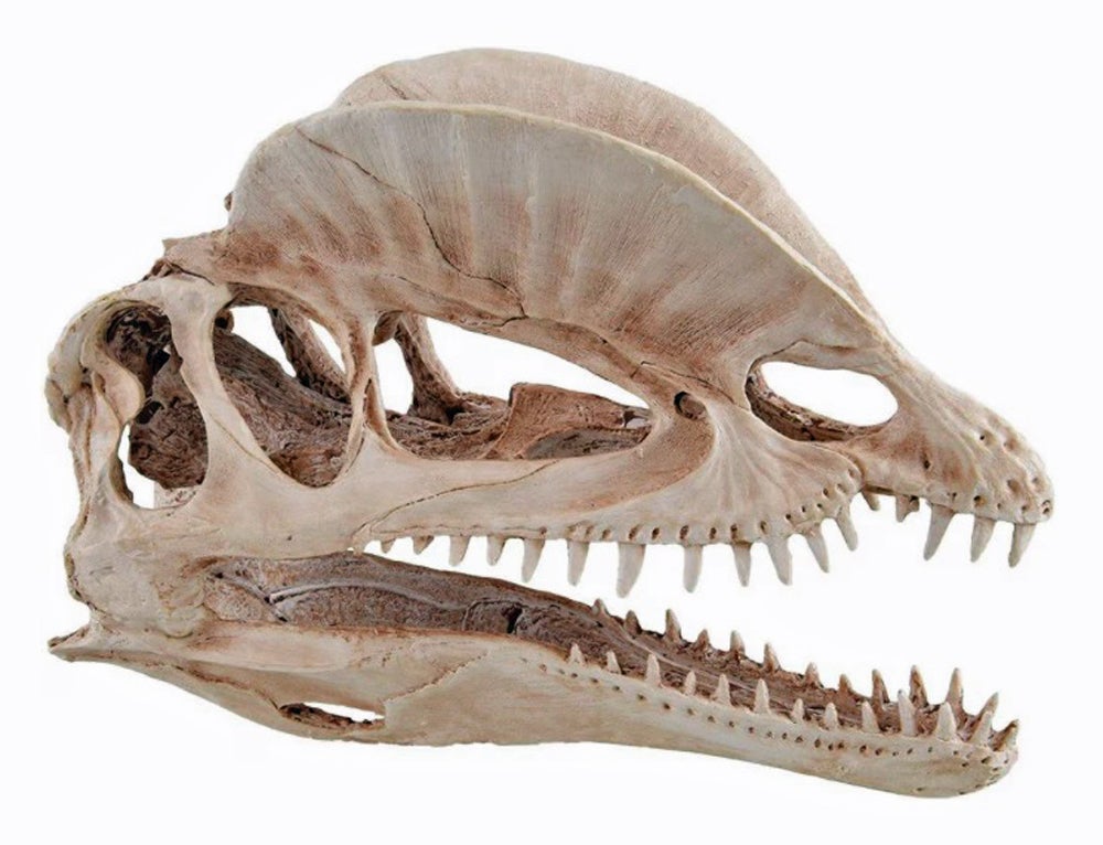 Dilophosaurus, 3D Printed Skull Model #4211 replica | Prehistoric ...