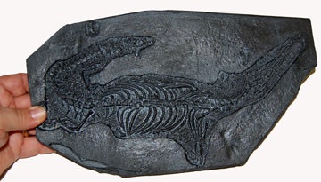 Mesosaurus, Permian Freshwater Reptile Skeleton, #125 replica ...