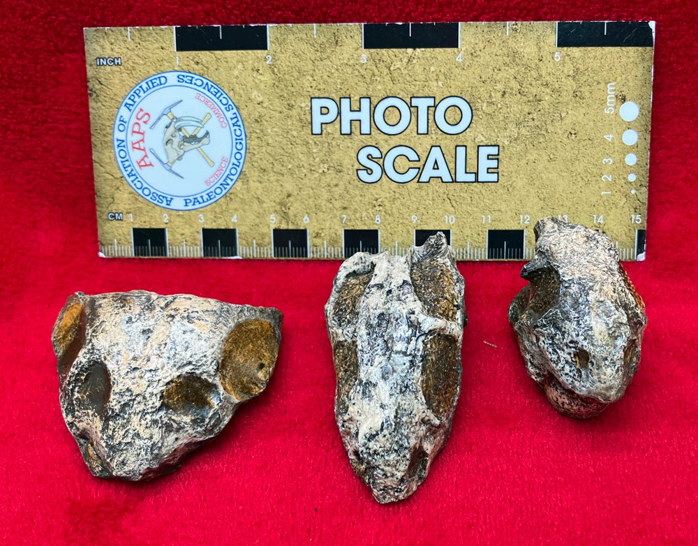 Dicynodont (3 skull set) #315 replica | Prehistoric Planet Store