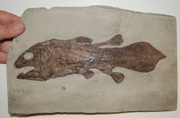 Coelacanth, fossil fish, #425 replica | Prehistoric Planet Store