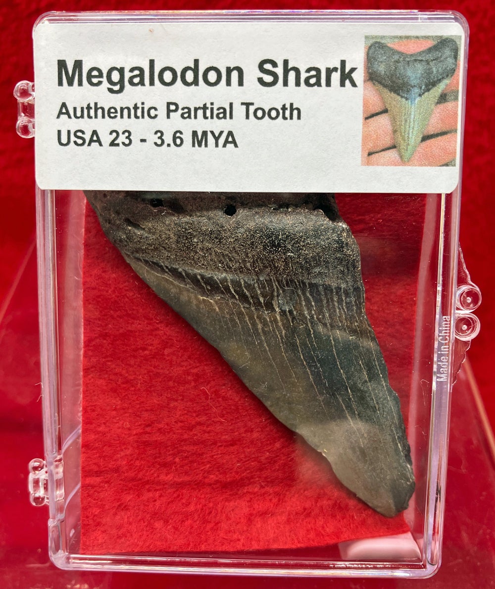 Authentic Partial Megalodon Tooth in Acrylic Display Case #4065 ...