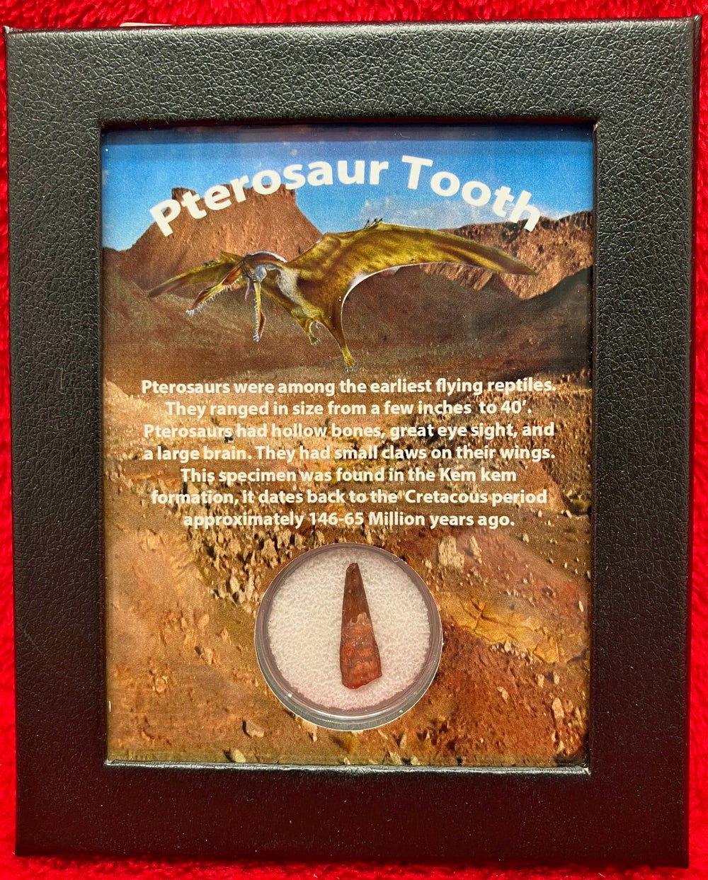 Authentic 22mm Pterosaur Tooth, Cretaceous Age, Kem Kem, Morocco #3558 ...