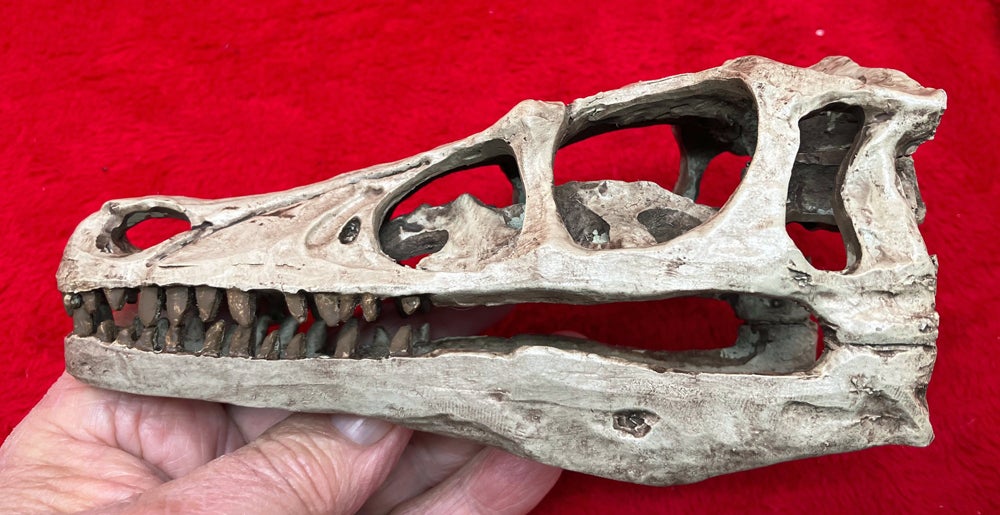 Velociraptor Skull, life size model, Cretaceous #4220 replica ...