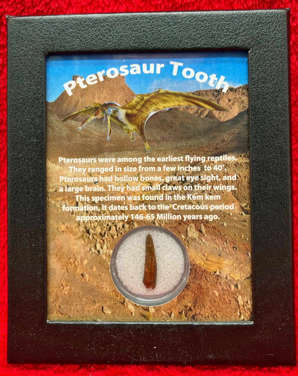 Authentic 21mm Pterosaur Tooth, Cretaceous Age, Kem Kem, Morocco #3561 ...