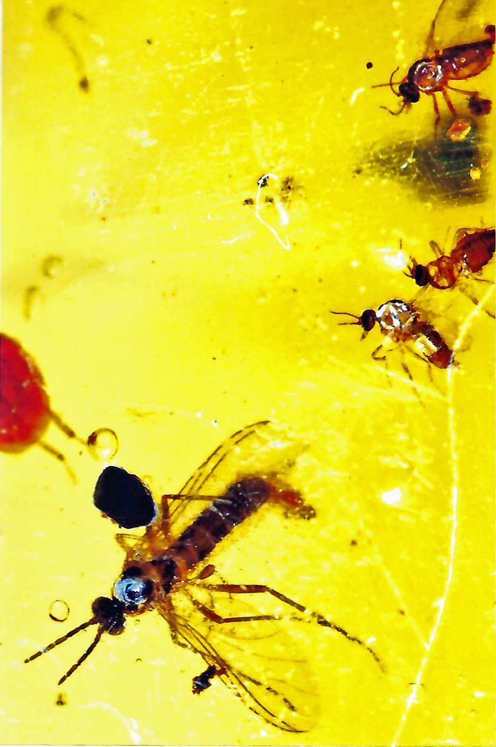 Authentic Fossil Amber with Insects Miocene, #2581 | Prehistoric Planet ...