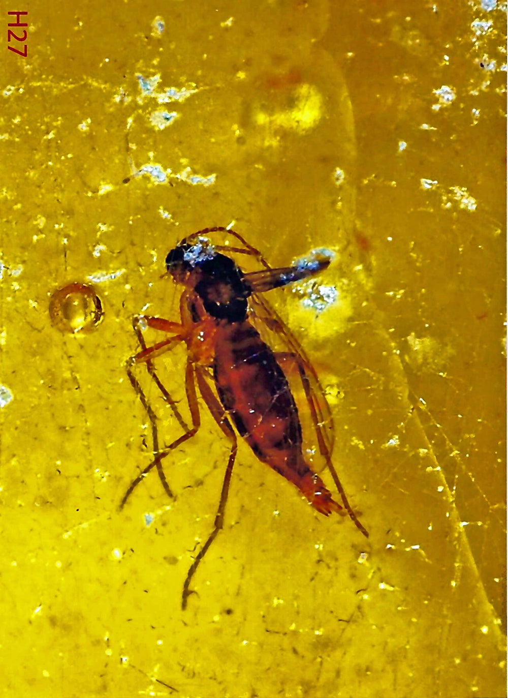Authentic Fossil Amber with Insects Miocene, #2584 | Prehistoric Planet ...