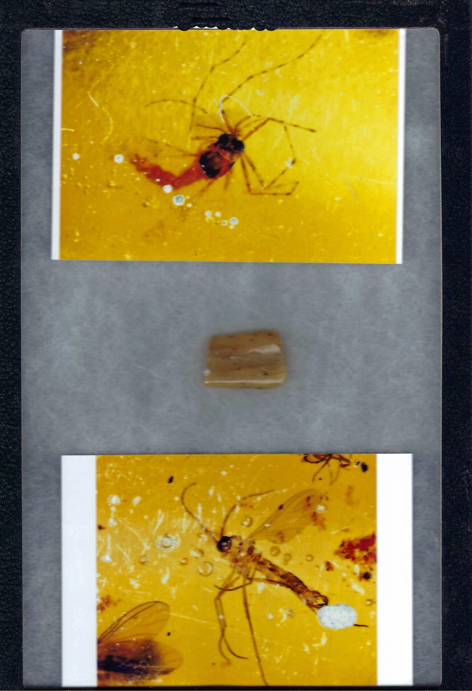 Authentic Fossil Amber with Insects Miocene, #2586 | Prehistoric Planet ...