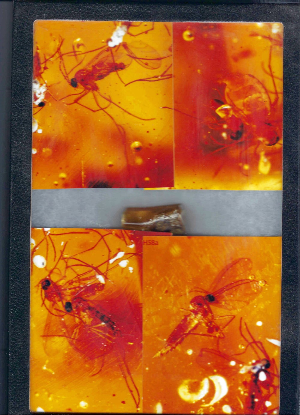 Authentic Fossil Amber with Insects Miocene, #2585 | Prehistoric Planet ...