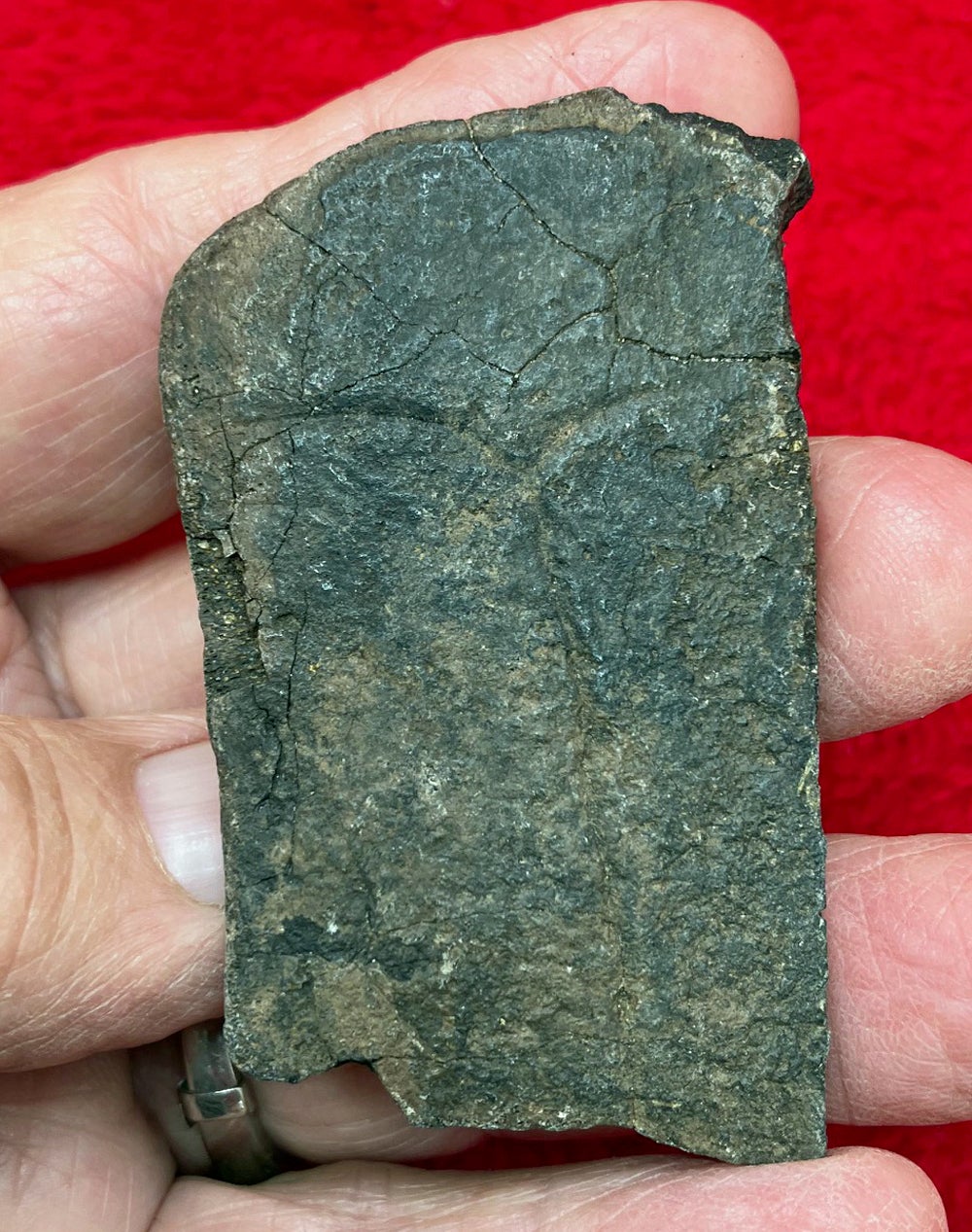 Authentic Fossil Turtle Shell in Acrylic Display Case #4132 ...