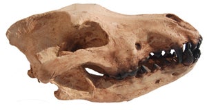 Dire Wolf, Canis dirus, skull #2100 replica | Prehistoric Planet Store