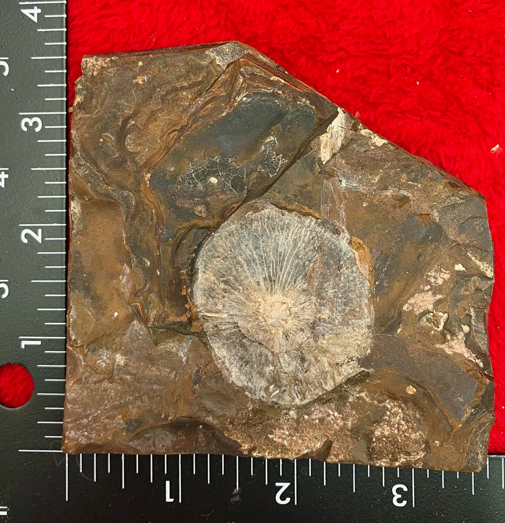 Authentic Fossil Ginkgo adianotides, fruit #2785 | Prehistoric Planet Store