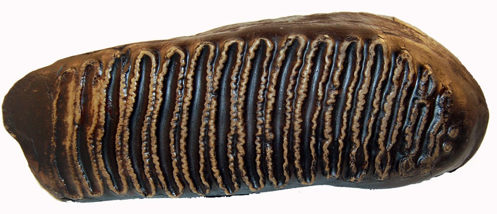 Mammuthus primigenius woolly mammoth tooth #928 replica | Prehistoric ...