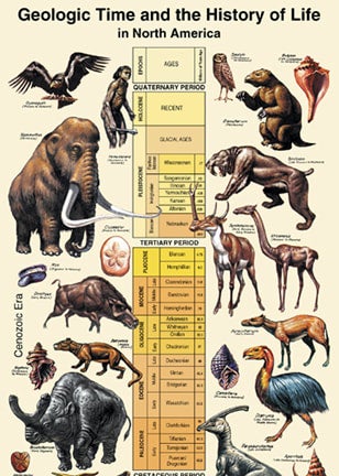 Geologic Time Chart #1209 | Prehistoric Planet Store