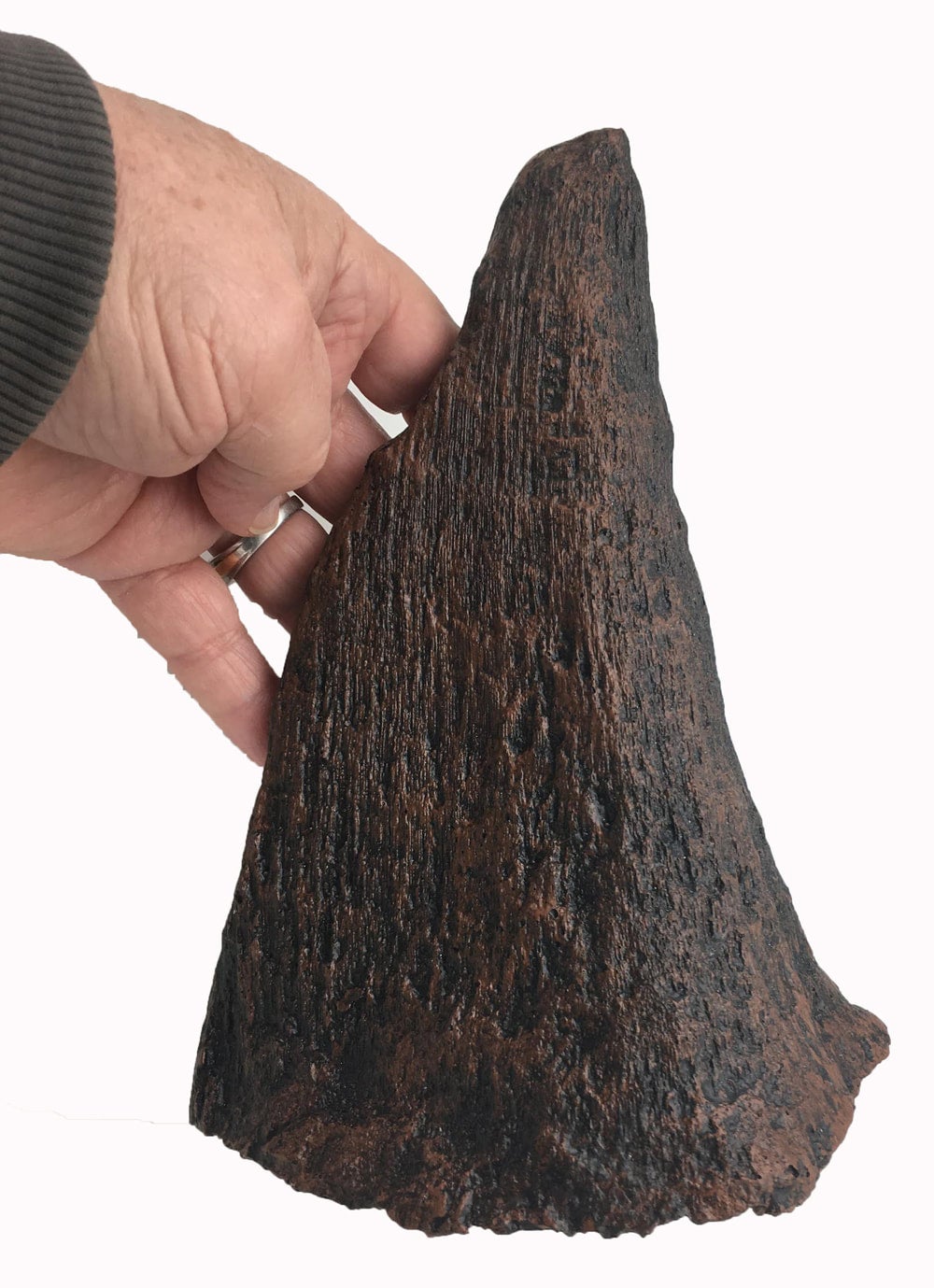 Coelodonta antiquitatis (small Woolly Rhino horn) #970 replica ...